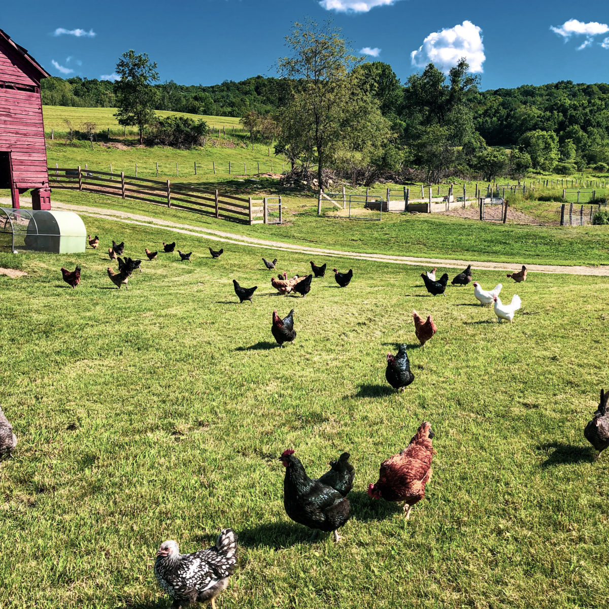 Unplugged Vacations at Our New York Farm Stay | Learn About Blind Buck ...